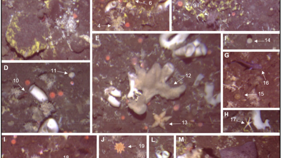 Spatial patterns of arctic sponge ground fauna and demersal fish are ...