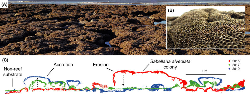 Three‐dimensional mapping reveals scale‐dependent dynamics in biogenic ...